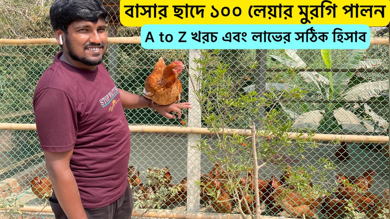 বাসার ছাদে ১০০ লেয়ার মুরগি পালন A to Z হিসাব | small layer murgi farm ...