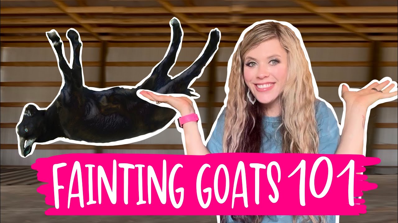 Fainting Goats 101: History, Science, & 5 New Arrivals on Our Farm ...