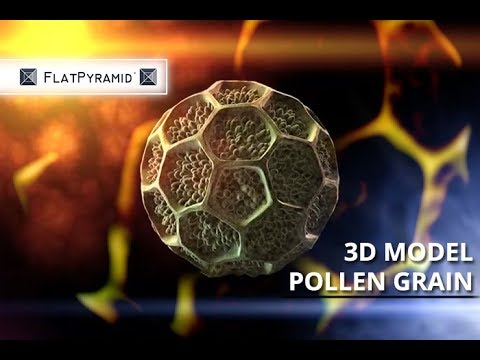 3D Model Pollen Grain Review - YouTube