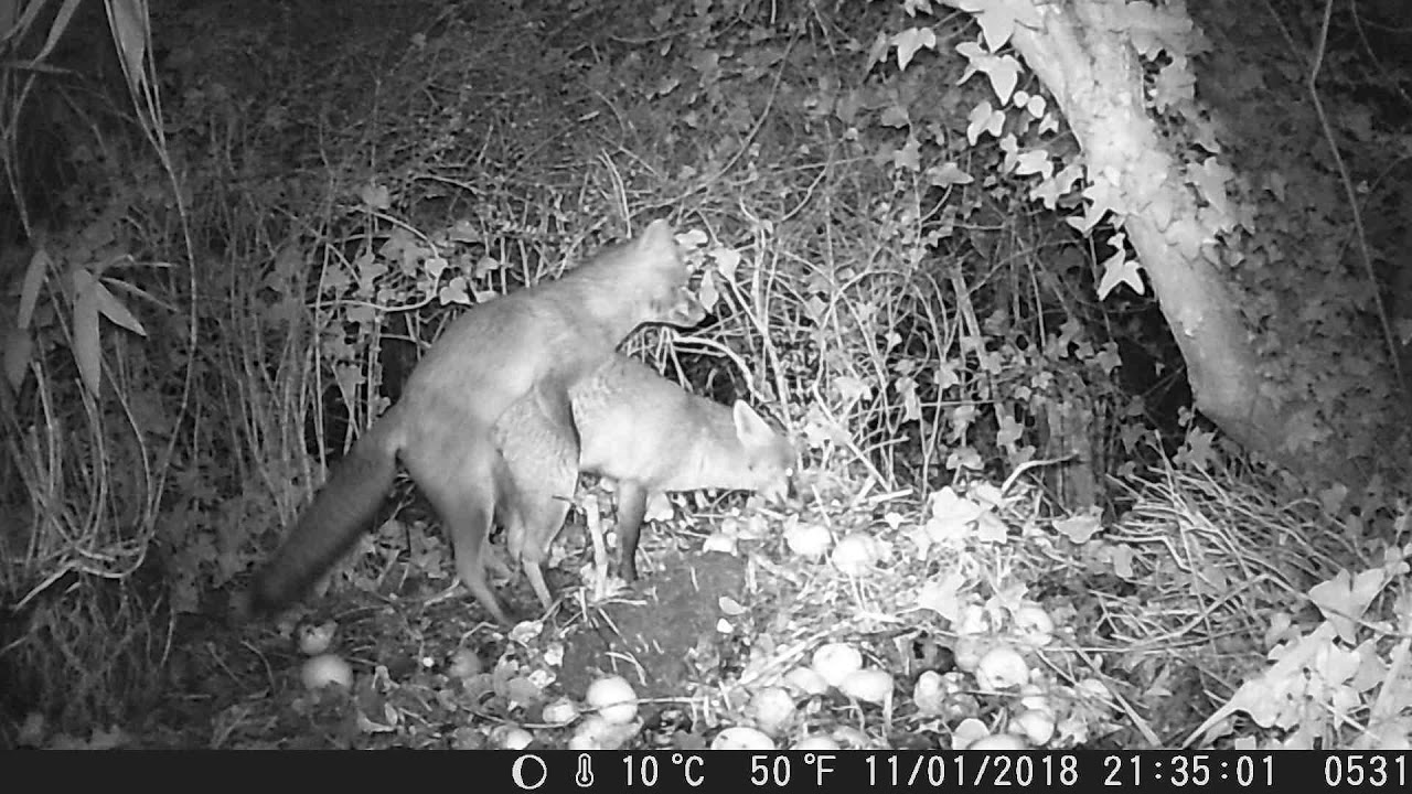 Caught in the ACT Foxes mating.Vixen & Dog fox - YouTube
