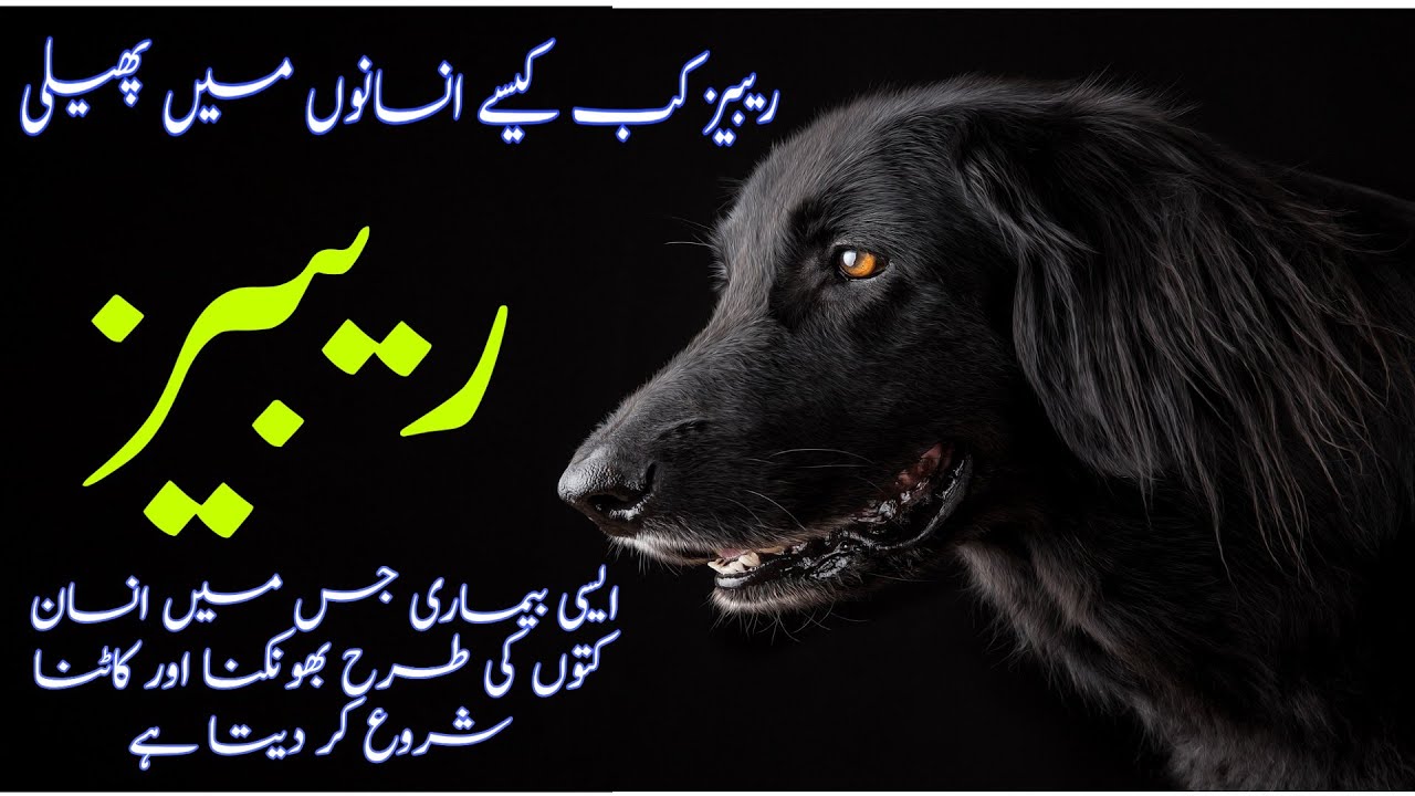 Rabies History Cure Urdu Hindi Rabies Vaccine Kese Tiyar Hoi Tahi rabies-history-cure-urdu-hindi-rabies-vaccine-kese-tiyar-hoi-tahi