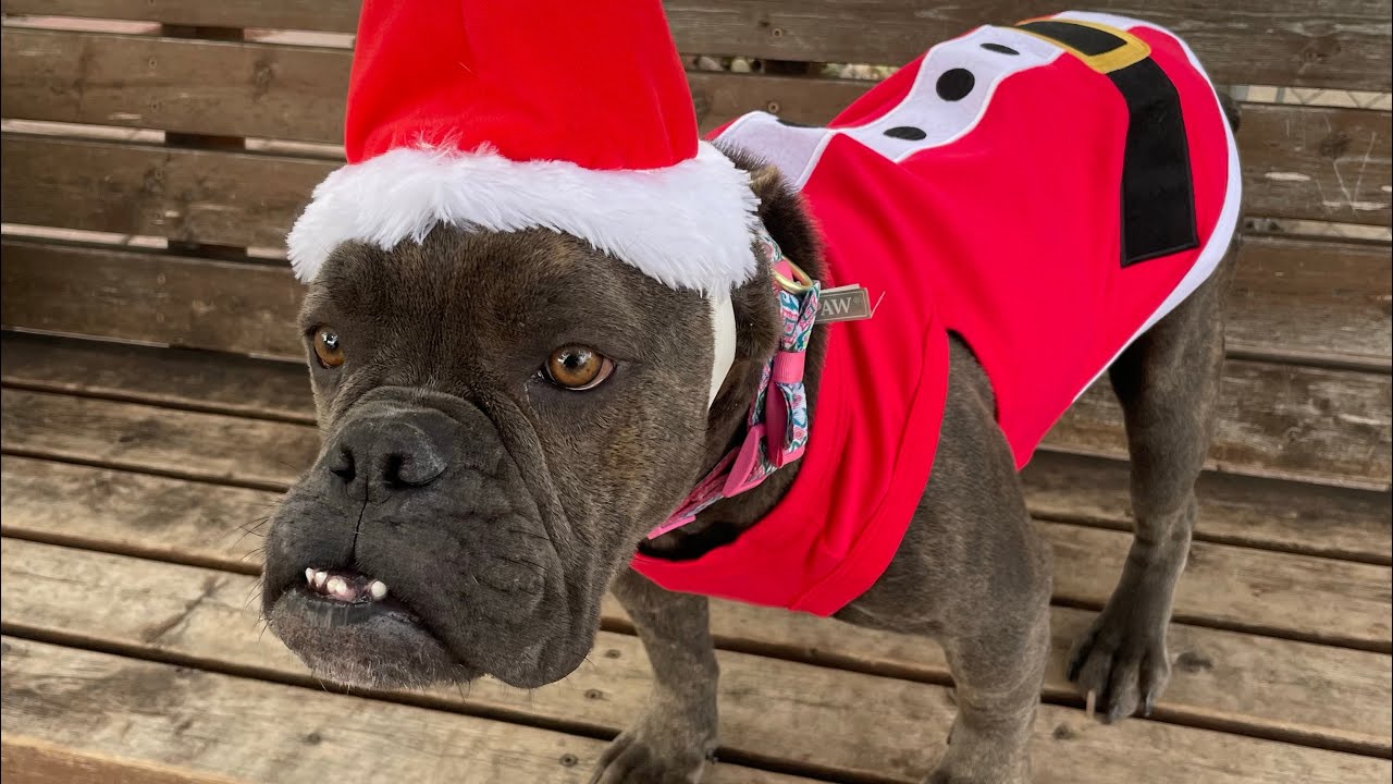 Faith - Dog & Kitty City - YouTube