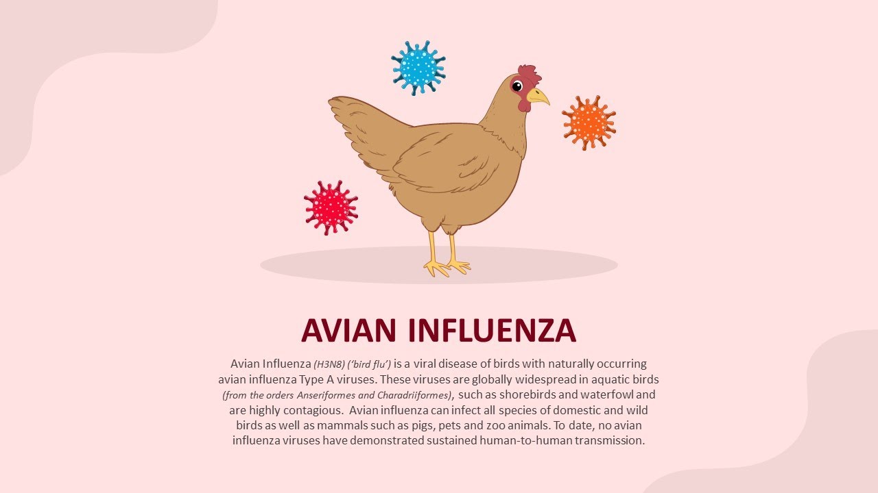 Avian Influenza Animated PPT Template - YouTube