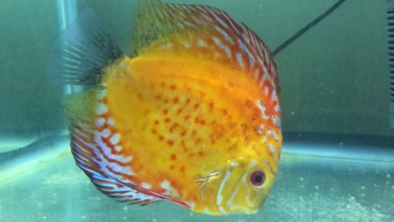Discus Fish oriental Yellow, red and silver - YouTube