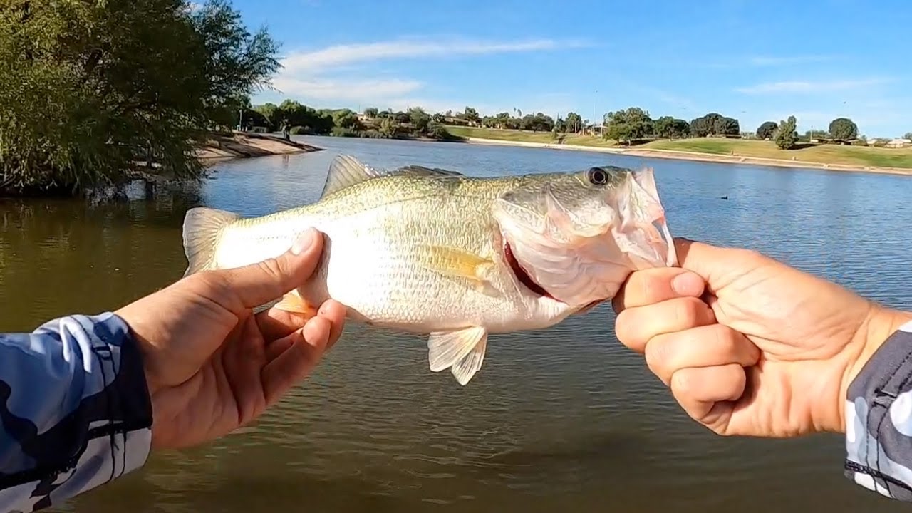 Summer Lakeside Bass Fishing - YouTube