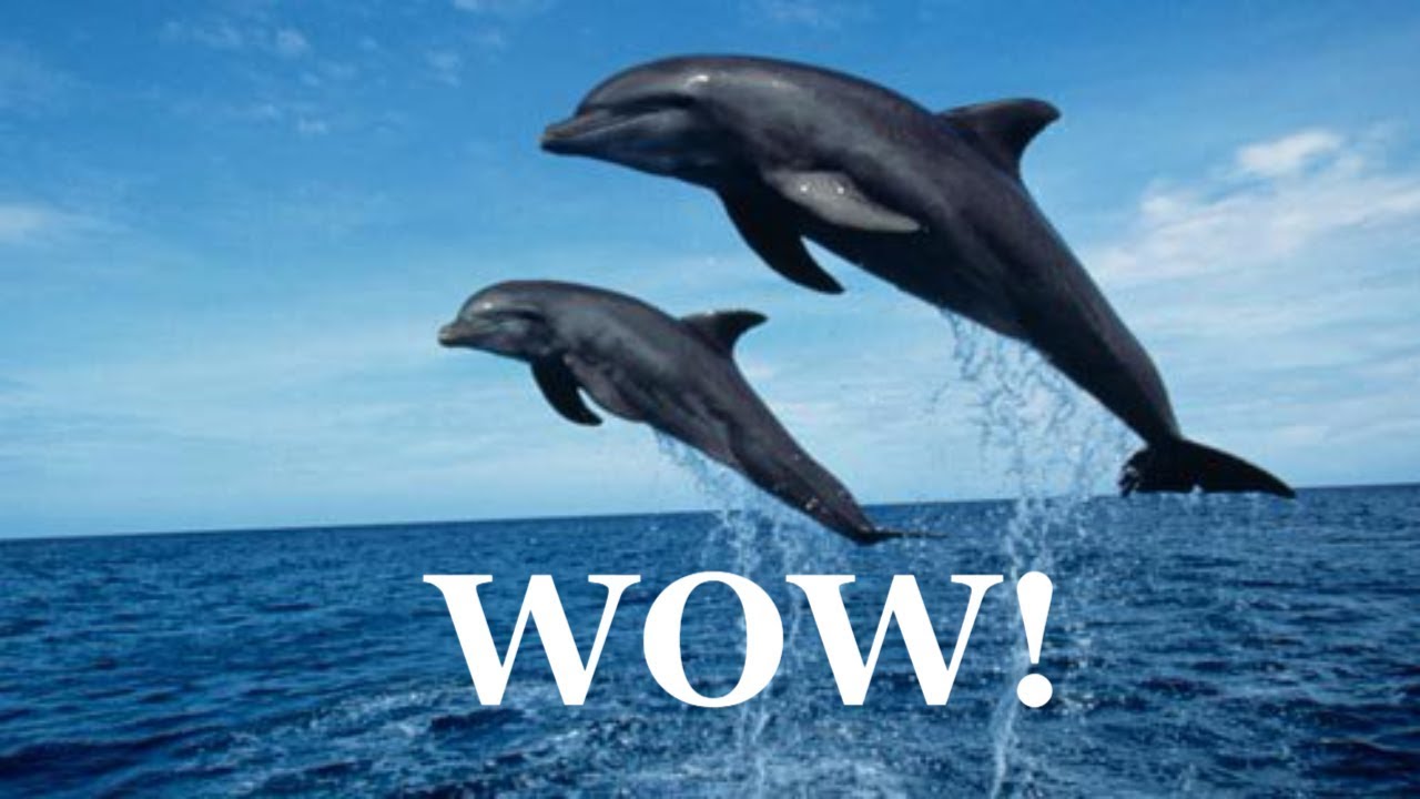 I Delfini di Sanremo - Dolphin watching in Italy - dauphins - YouTube