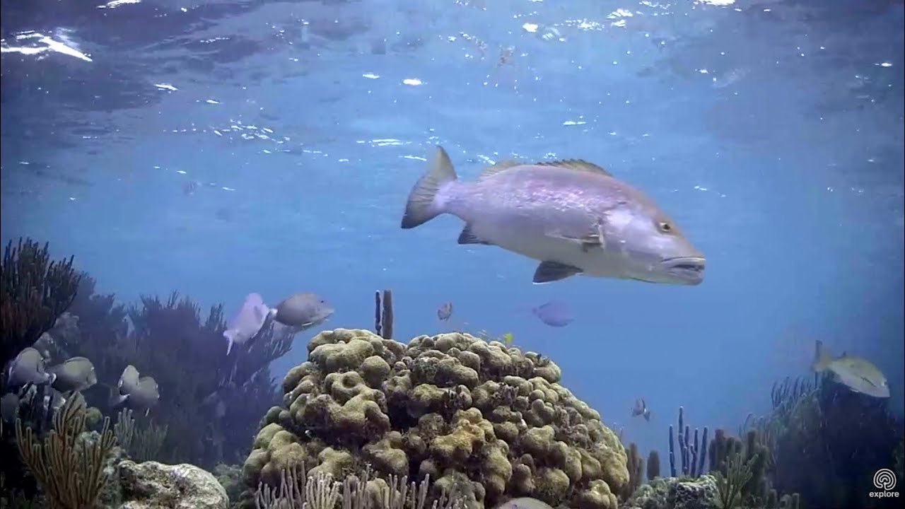 Cubera Snapper at Cayman Reef cam. 07.02 / 24 July 2017 - YouTube