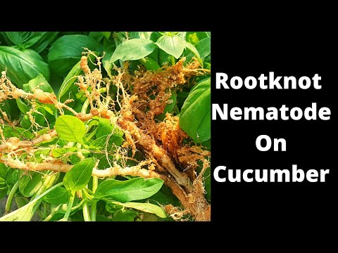 [Very Destructive] Root knot nematode on cucumber plants - YouTube