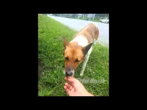 The Story of Dunk Dunk - Phuket Dog - YouTube