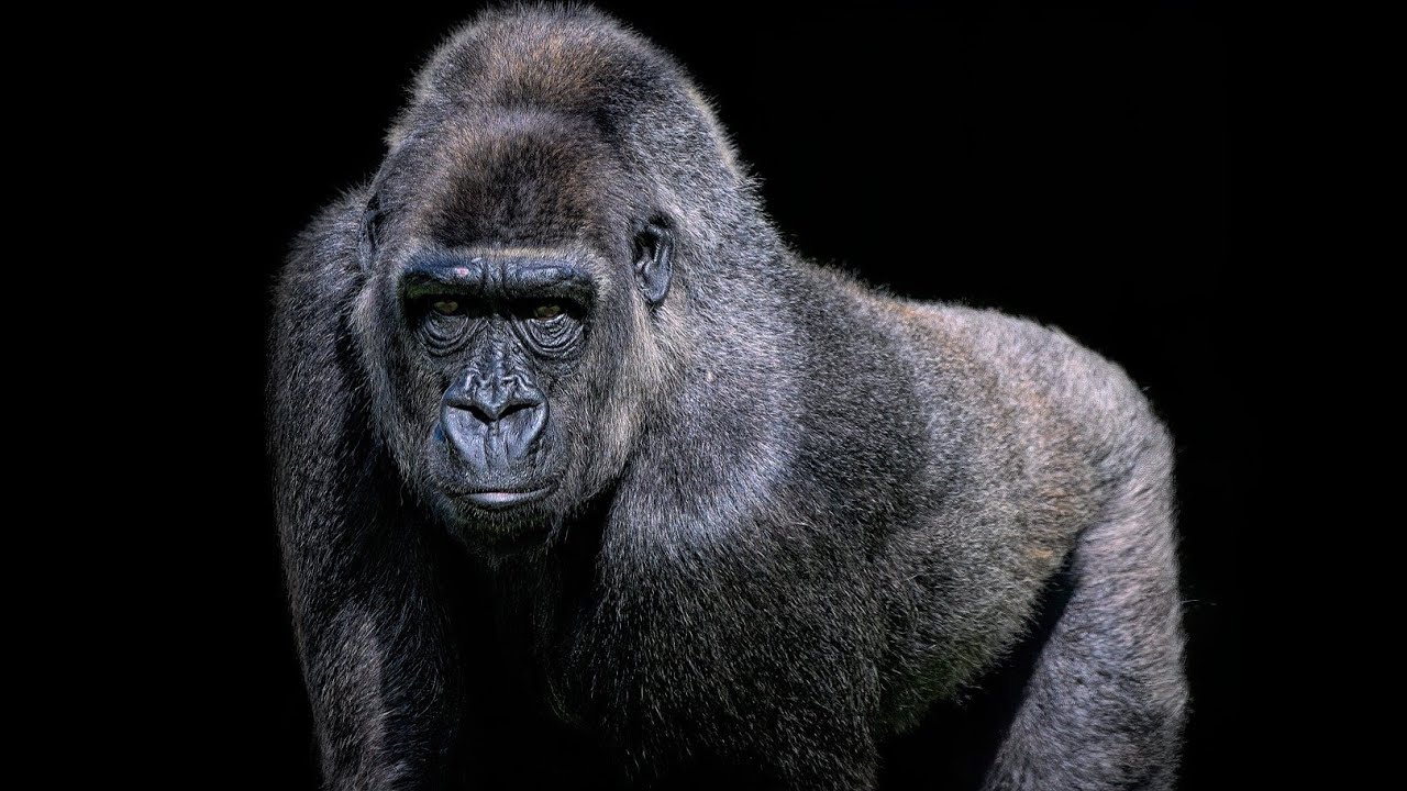 Gorilla Rap Video - YouTube