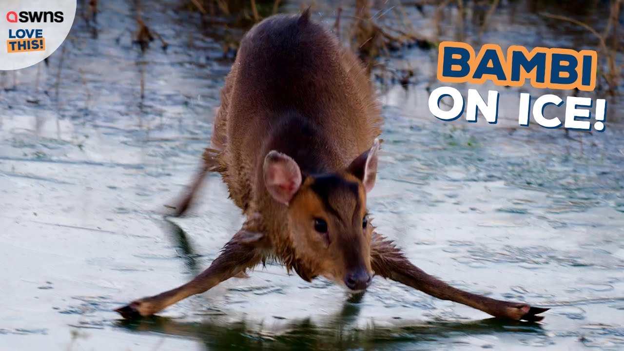 Real-life Bambi on ice moment 🦌⛸ | LOVE THIS! - YouTube