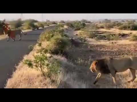 Lion new atitude whatsapp status video. Gir havaj status video