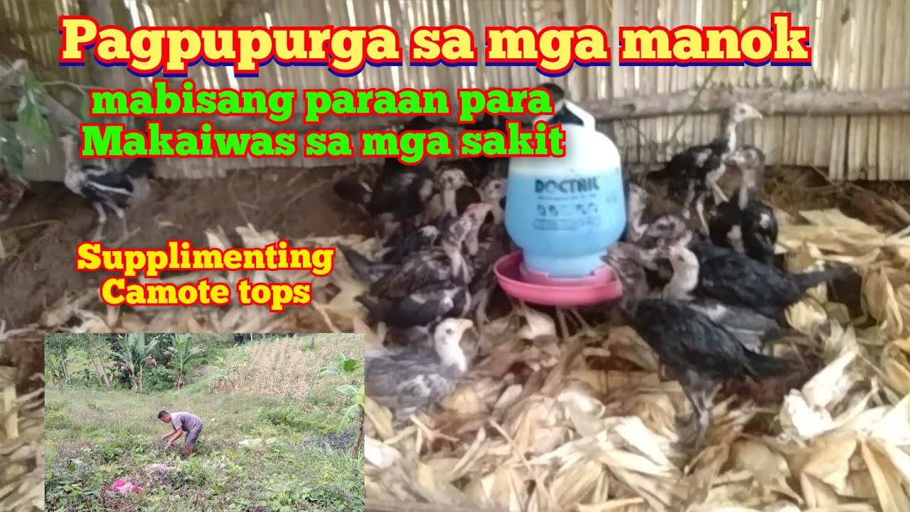 Pagbibigay ng pampurga sa mga manok isang pamaraan para maka iwas sa ...