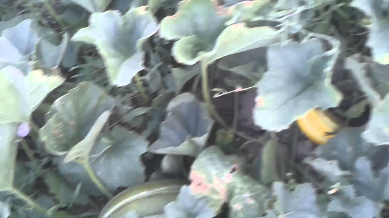 Melons Youtube