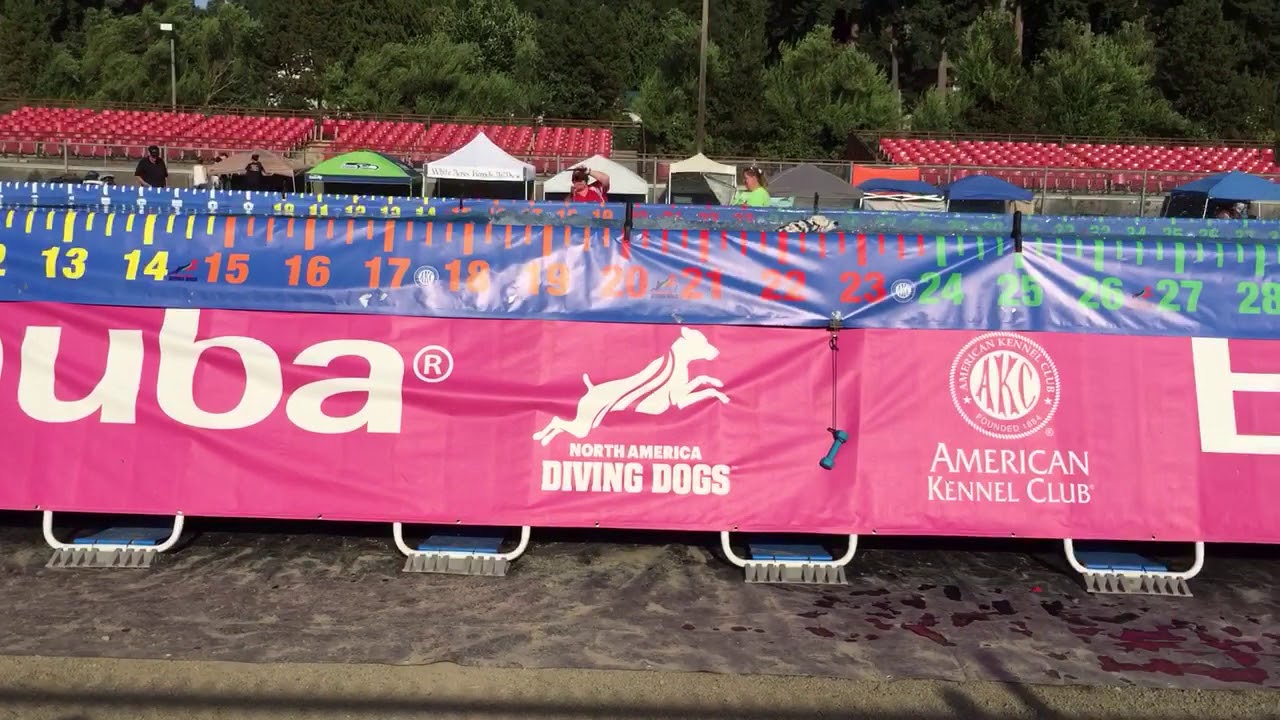 Moby dock diving Enumclaw 8-19-2017 - YouTube