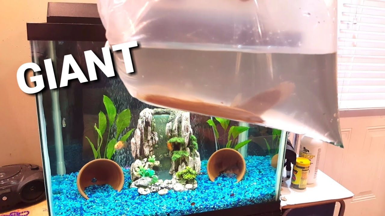 I got 2 GIANT dojo loaches - YouTube