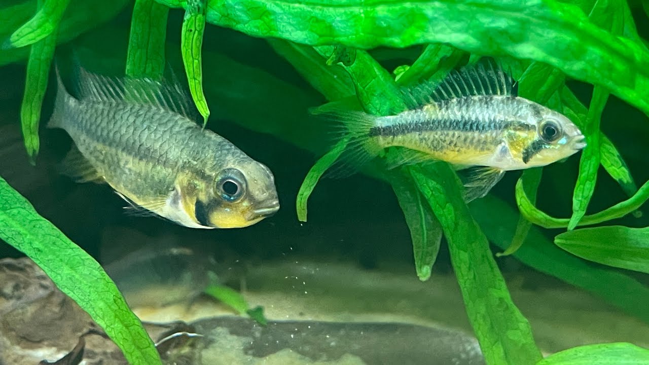 Tanie akwarium 60 litrów. Młode samice Kakadu. - YouTube