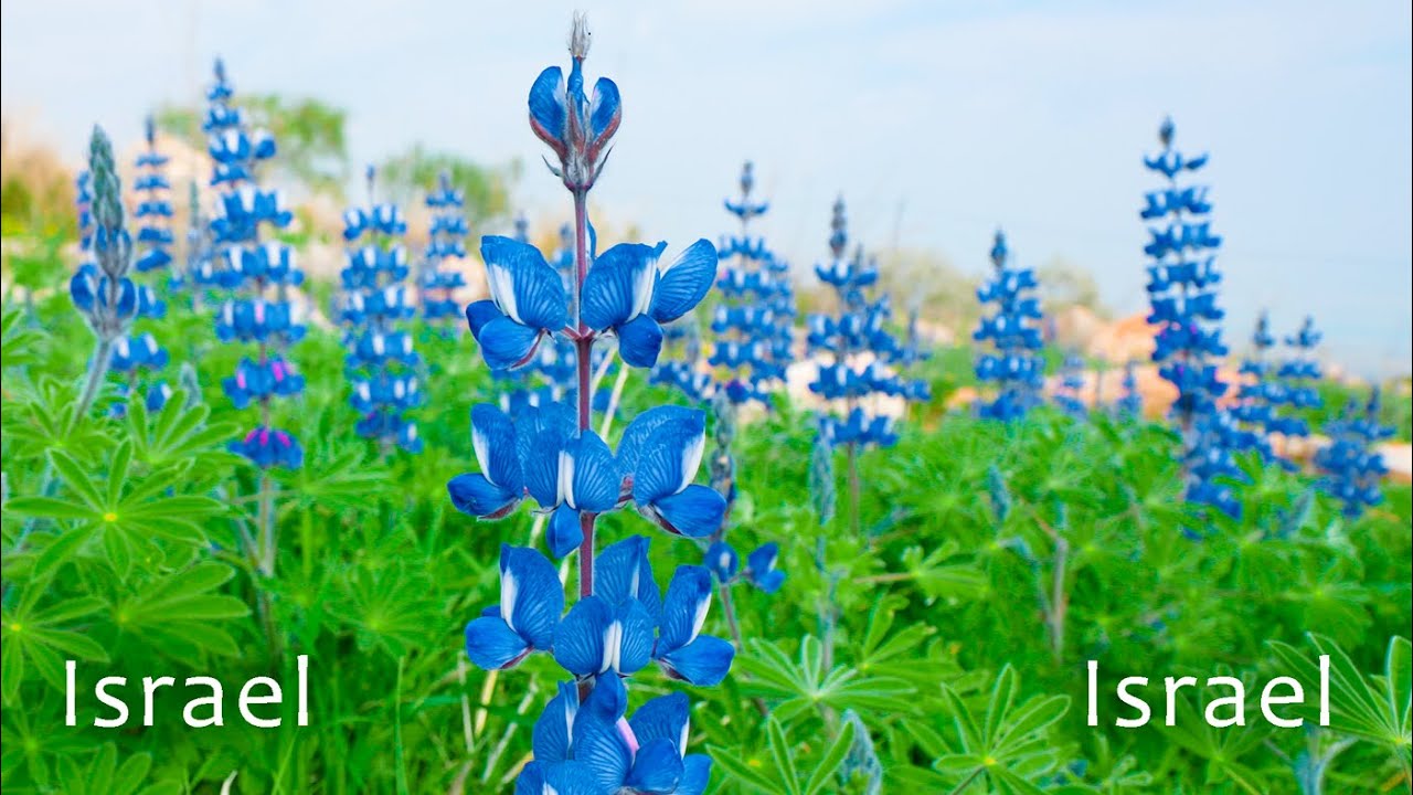 Beautiful Israel. Near the Jordan Valley. Wildflowers. Lupinus pilosus ...