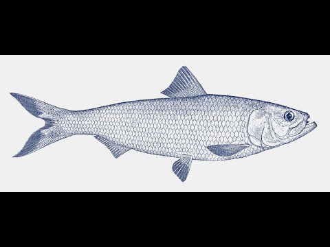 How fish are made - YouTube