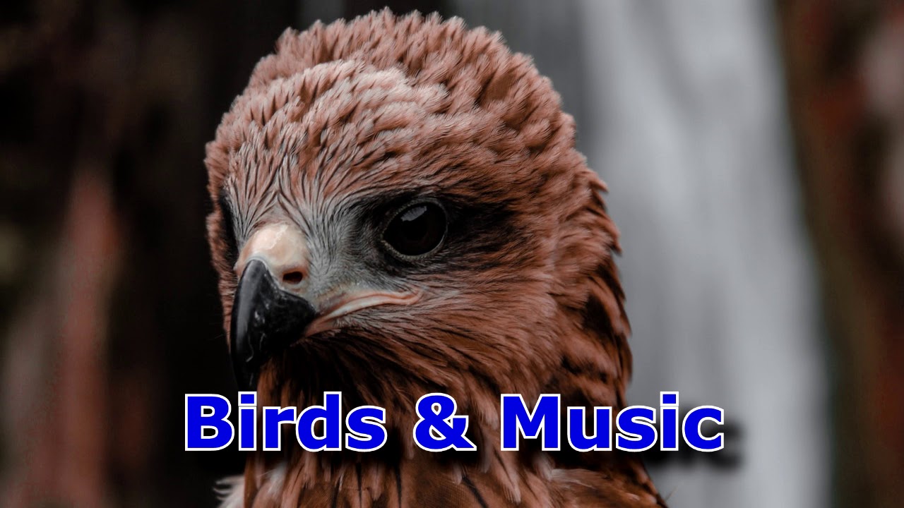 Ready or Not - Trevor Garrod (Birds & Music) - YouTube