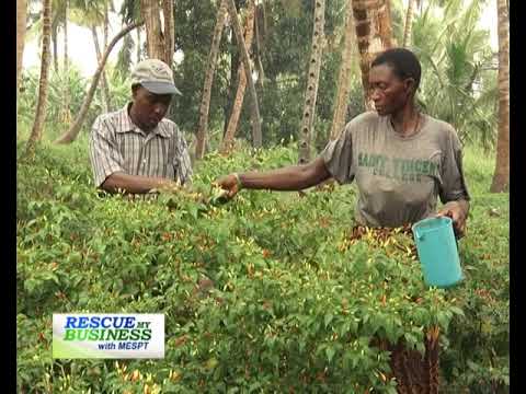 THE CHILLI FARMING VALUE CHAIN - YouTube