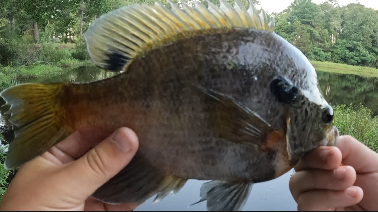 Catching massive bluegill spawning on beds #fishing #bluegill # ...