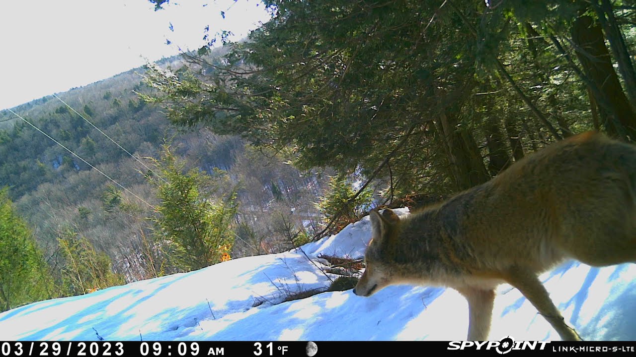 Vermont Trail Cam 2023 - YouTube