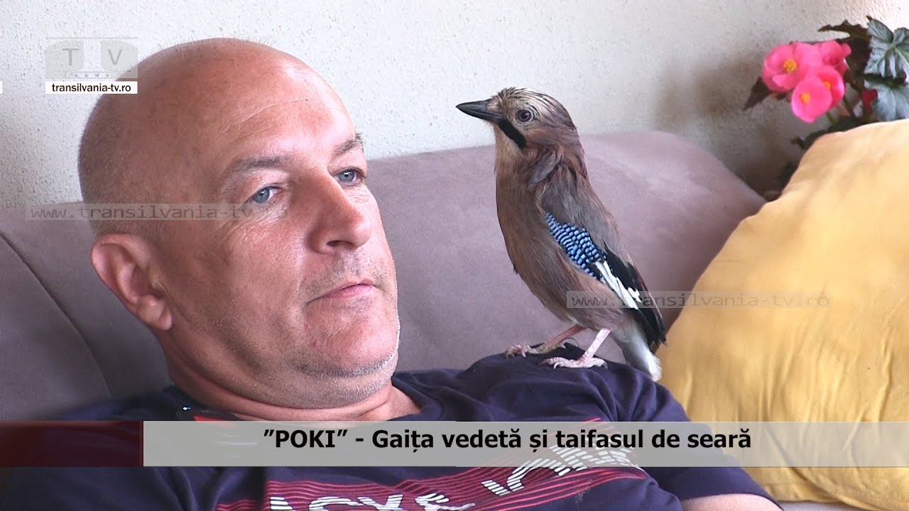 ”POKI” - Gaița vedetă și taifasul de seară - YouTube