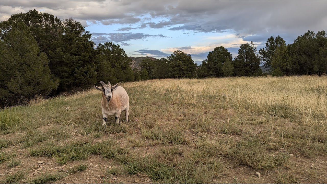 ⚡ Lightning Goats ⚡ Live Goat Feeder - YouTube