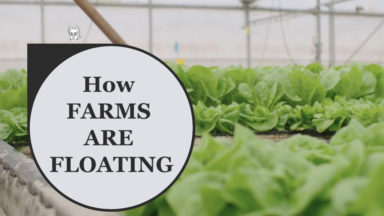 The BARN on the HIGH SEAS ADVENTURES of the FLOATING FARM - YouTube