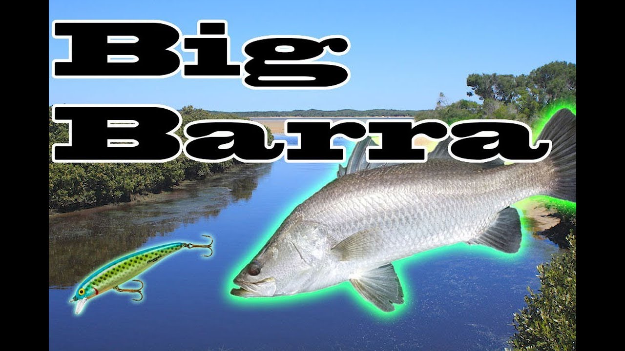 Barramundi Fishing (BIG BARRA) - YouTube
