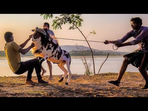 Keda Sanda Whatsapp Status | Veelatamilan_shorts - YouTube