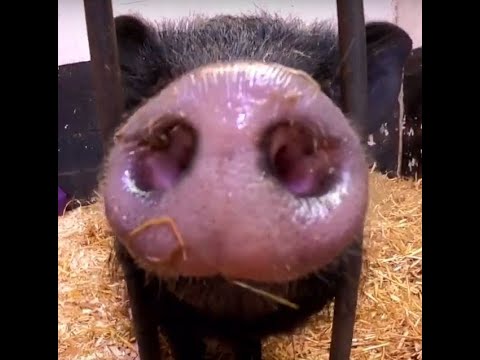 Animal Quackers Petting Farm, Bacup - GoPro Max 1080p - Feat Pigs ...