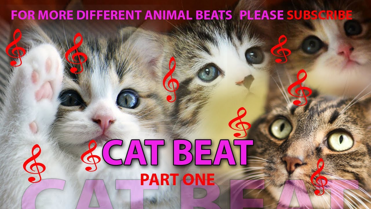 Cat beat Amaizing MUSIC MIX beat with cats part one....see you and your ...