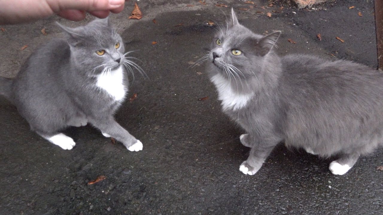Two grey cats not lonely - YouTube
