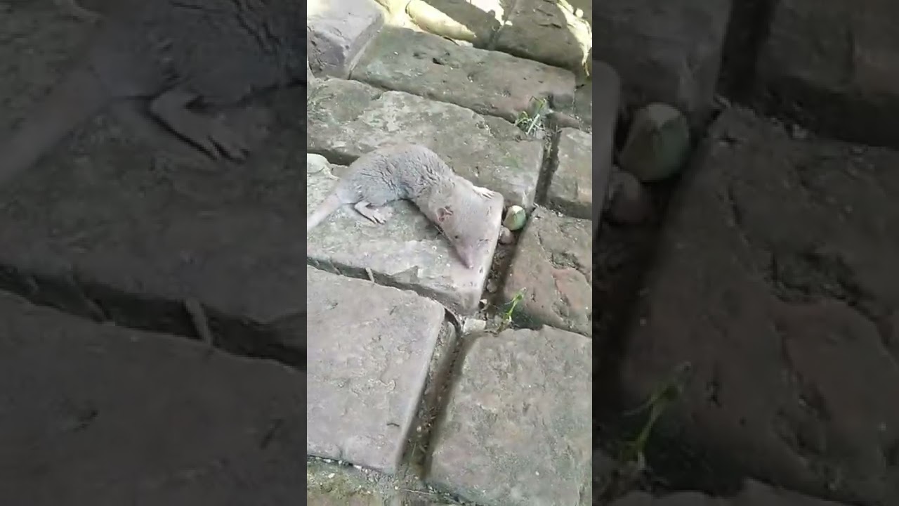 mole rat(chachundar) - YouTube