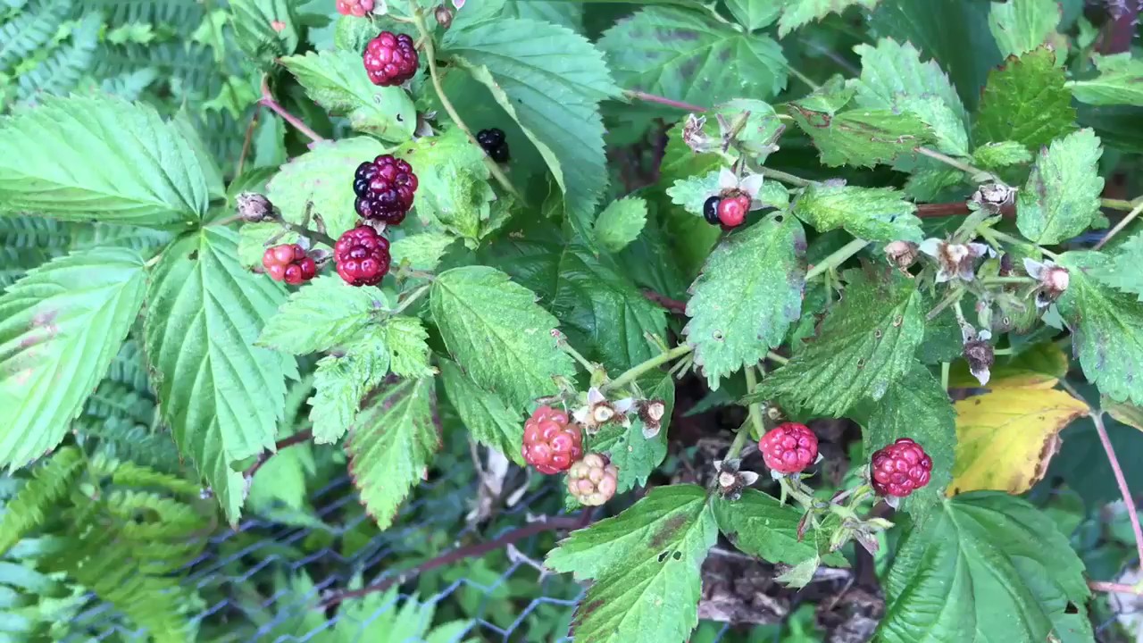 Grabbing a few berries - YouTube