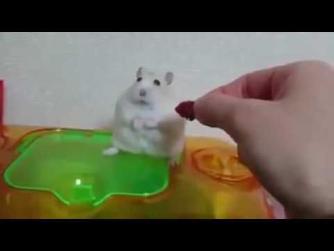 sahibine küsen fare