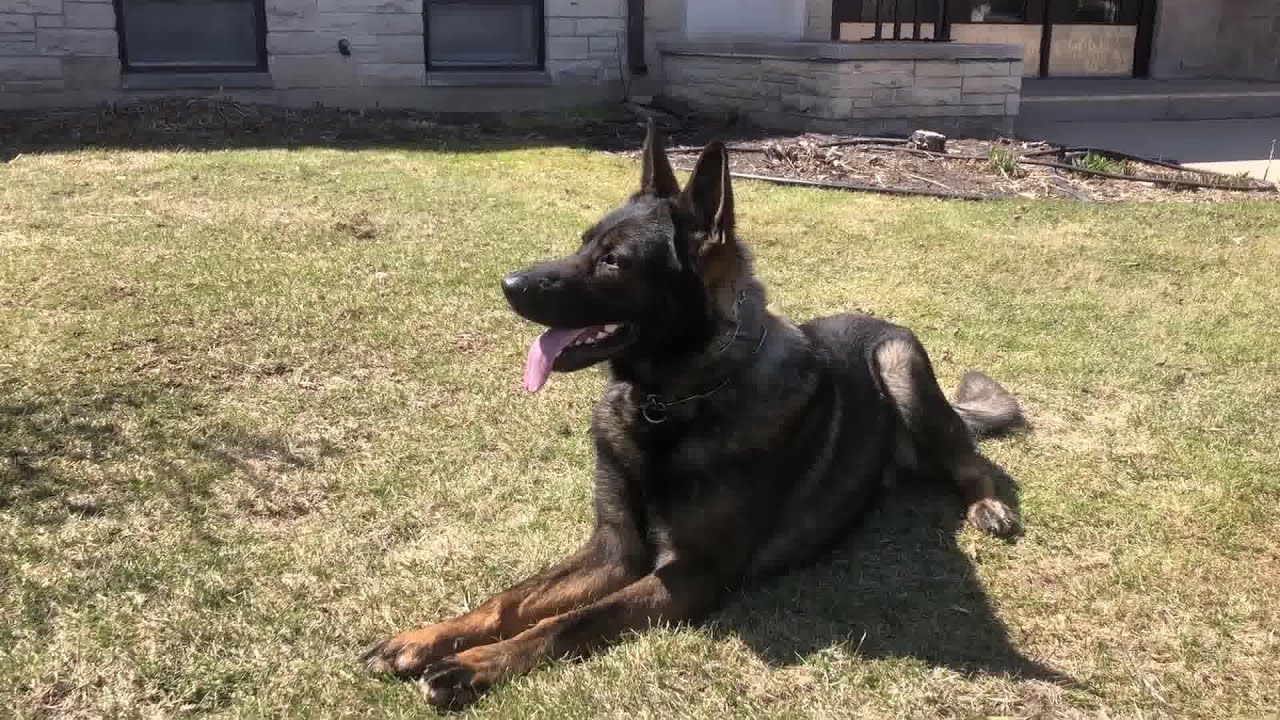 Oshkosh PD K9 Unit PSA - YouTube