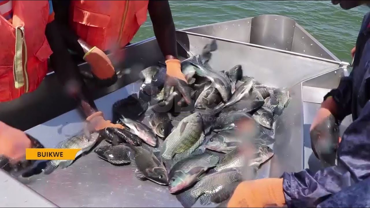 Daring the cage fish farming business - Kamos Agro-fish farm thriving ...