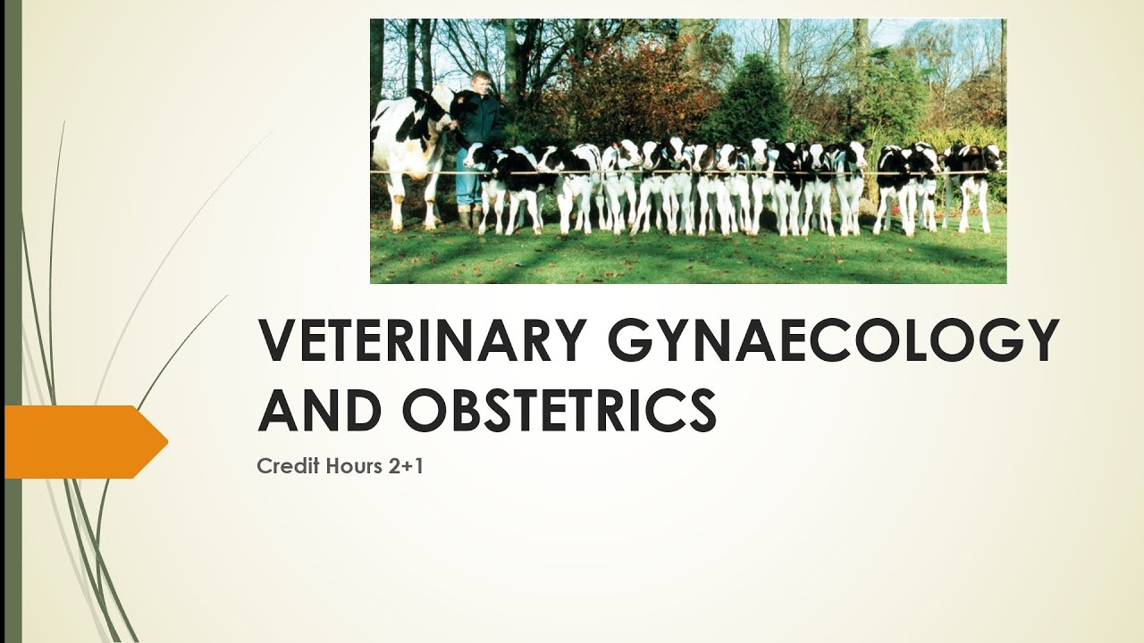 Syllabus of Veterinary Gynaecology & Obstetrics 👍🏻 - YouTube
