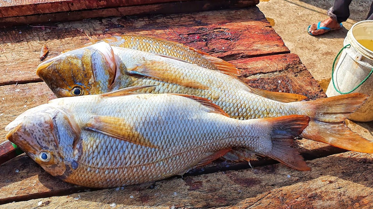 OMG Colorful Spangled Emperor Fish Cutting Skills - YouTube