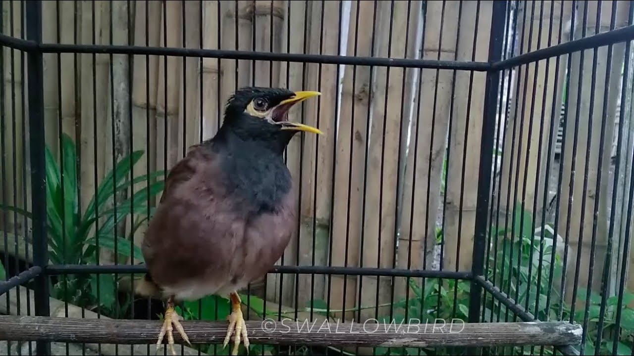 Common myna bird song | Indian maina sound | mynah singing #SwallowBird ...