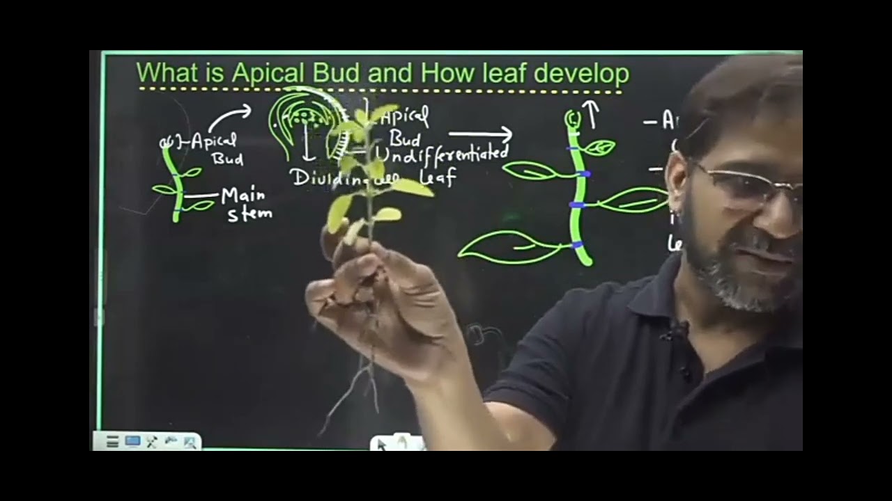 Showing of apical bud,axillary bud,branch,node by Tarun Sir - YouTube