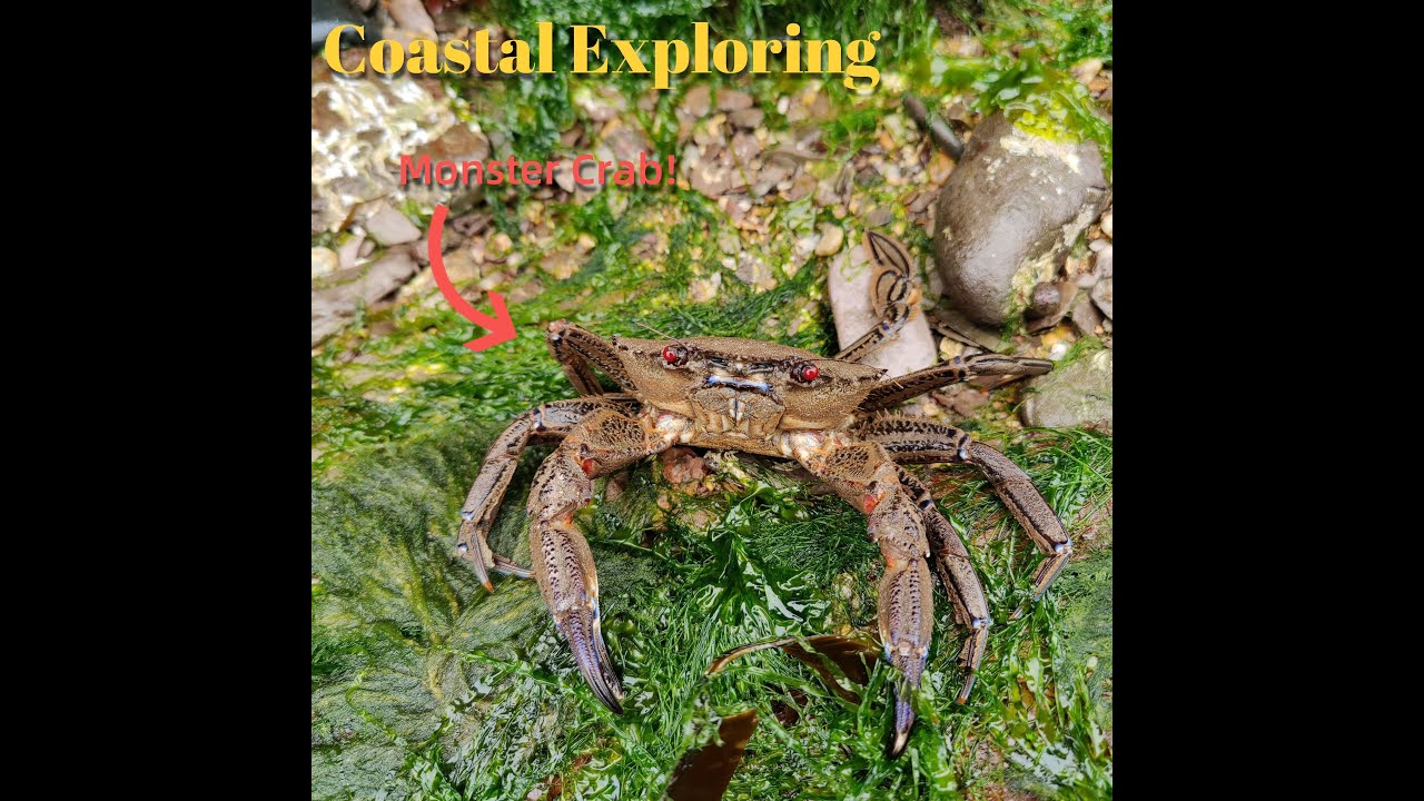 Exploring Coastal Ecosystems & Foraging-Rock Pooling, Crabs, Jellyfish ...