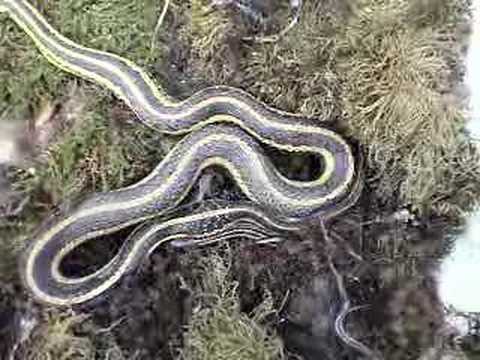 snake gives birth - YouTube