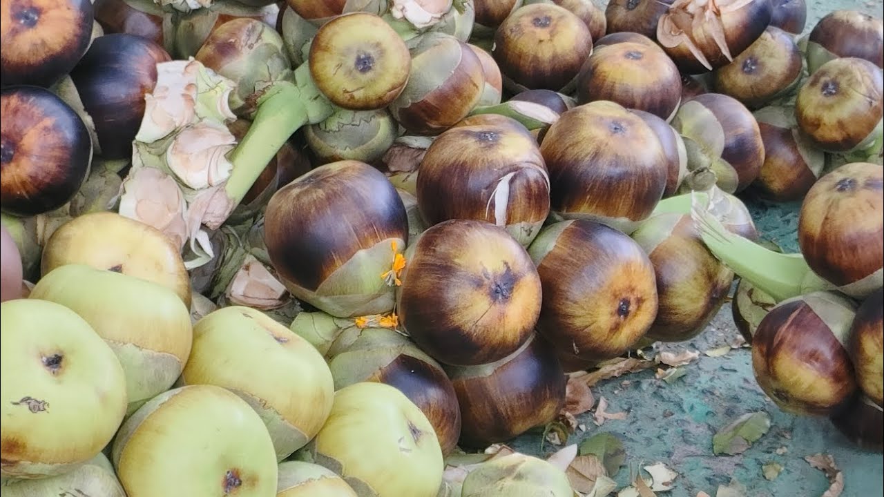 Ice Apple! Tad ka phal! #amazing summer fruit! #palmfruit #easternindia ...