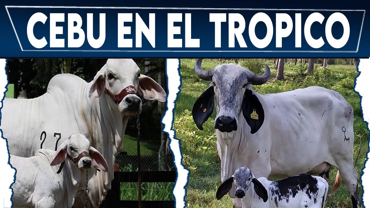 🔴 Ganado Cebu En El Tropico Las Vacas Lecheras y Carnicas Cebu / Crea ...