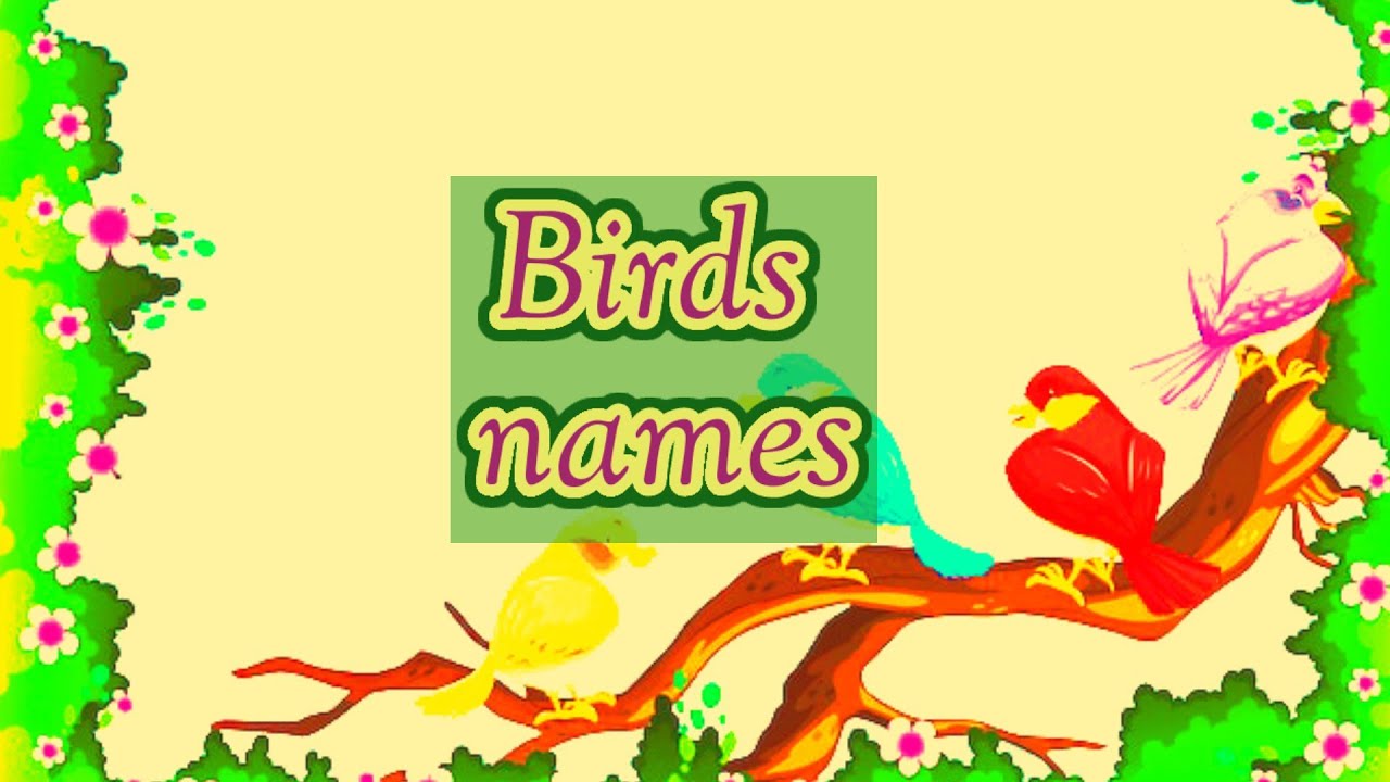 Learn birds vocabulary for toddler in English with spellings / Dove ...