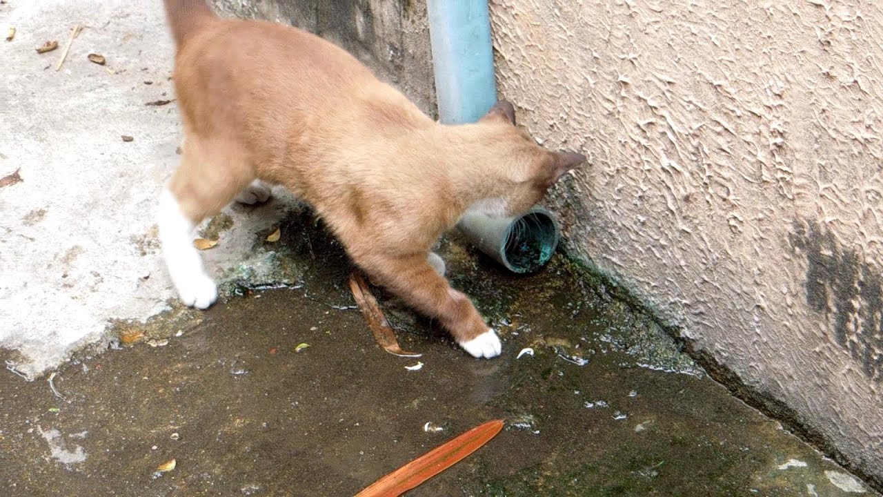 Siamese Cat vs Snake/Bangkok Thailand/シャム猫 対 蛇 แมวสยามเทียบกับงูGato ...